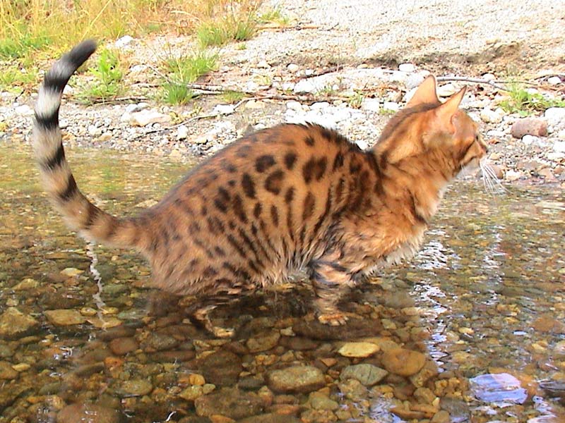 Bengal Cat Owners? | Boba Fett Costume and Prop Maker Community - The ...